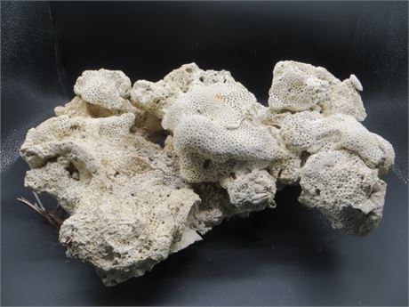 Great Lakes VNTG - AUTHENTIC VINTAGE KEY WEST CORAL HARVESTED 1970'S