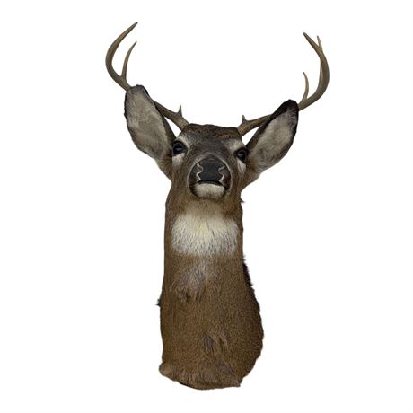 Great Lakes VNTG - Deer Shoulder Mount Taxidermy - 6 Point